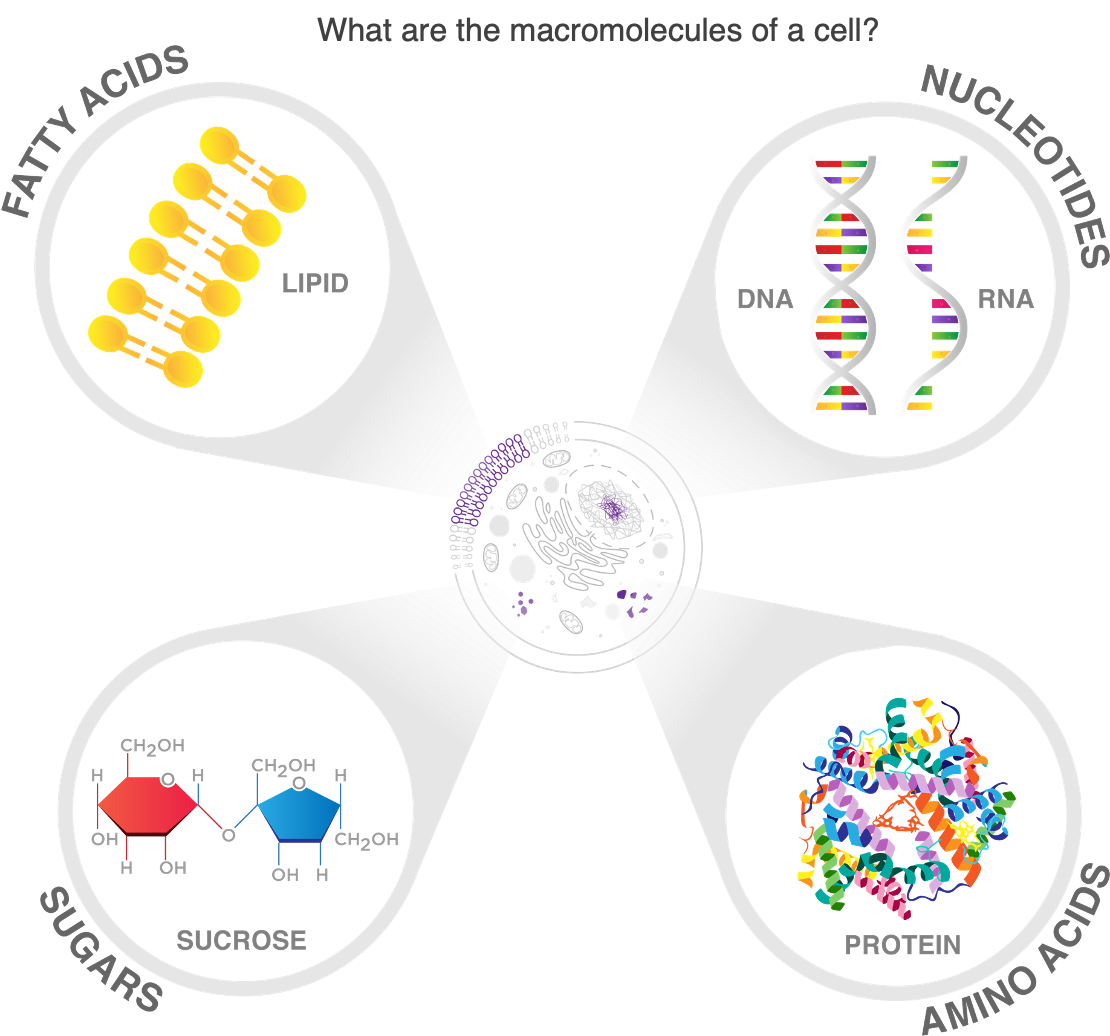 2. What Is A Cell? What is Cell Research? - Stem Cells Across The ...
